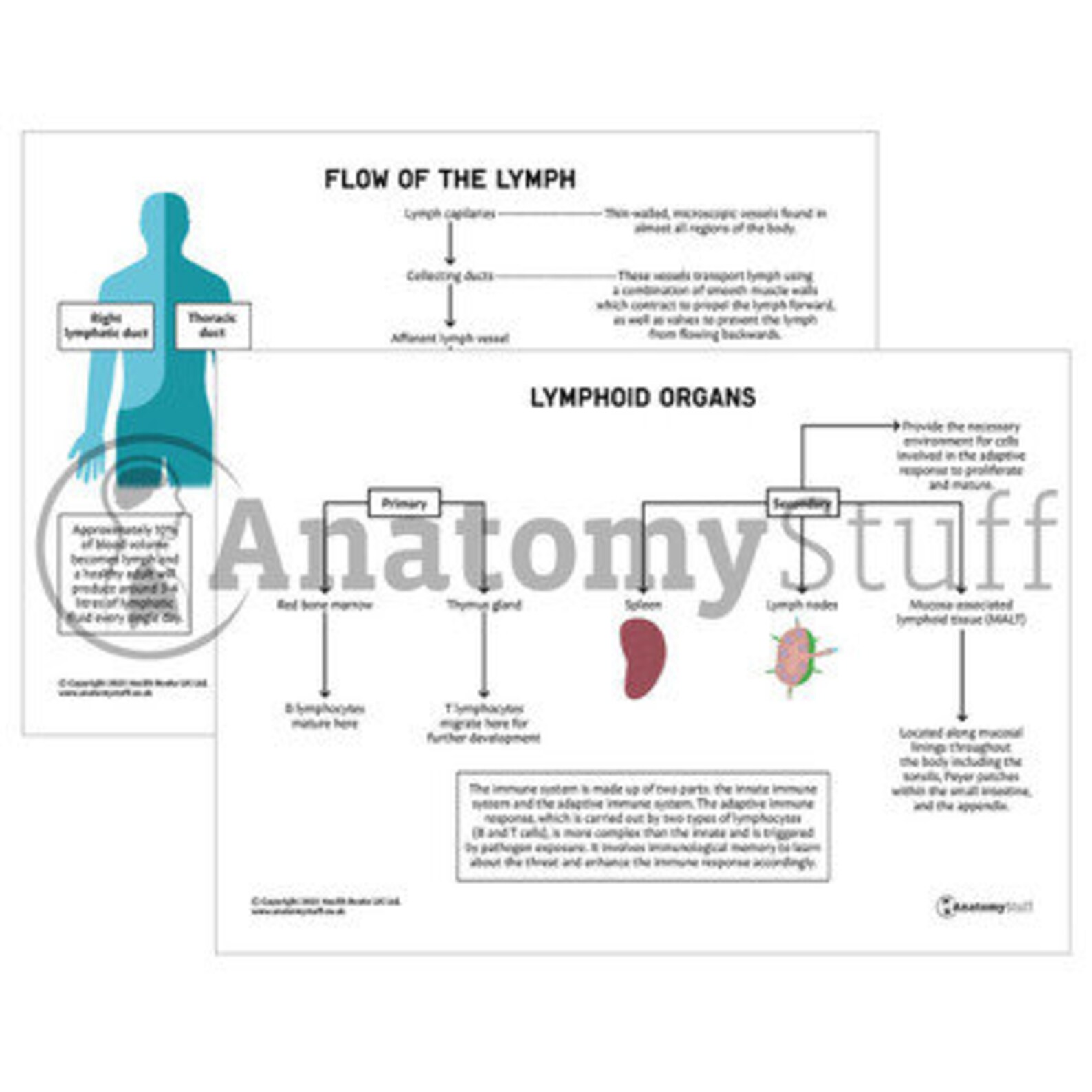 Lymphatic System Anatomy Revision Worksheets (interactive and Printable ...