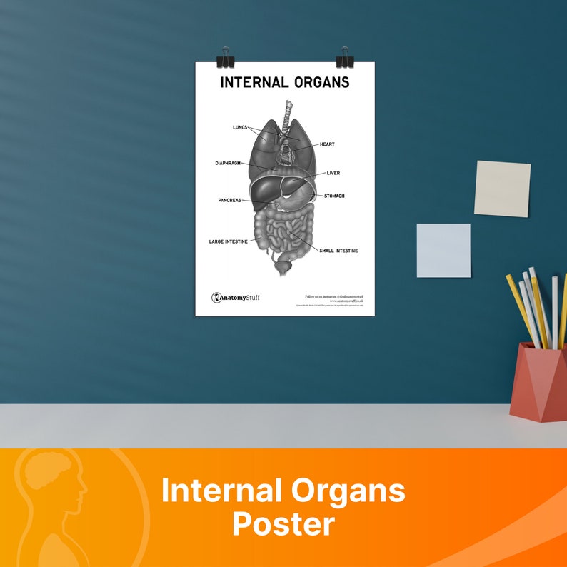 Internal Organs Anatomy Poster & Activity Sheet PDF - Etsy