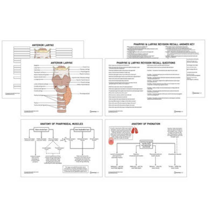 Pharynx & Larynx Anatomy Revision Worksheets (interactive and Printable ...