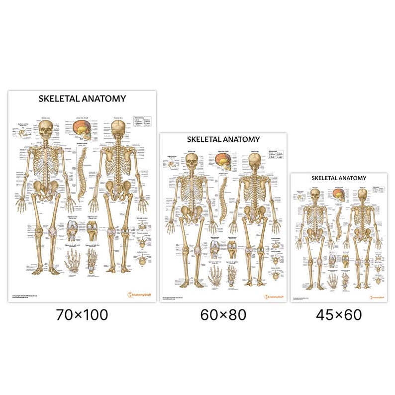 Skeletal Anatomy Poster - Etsy