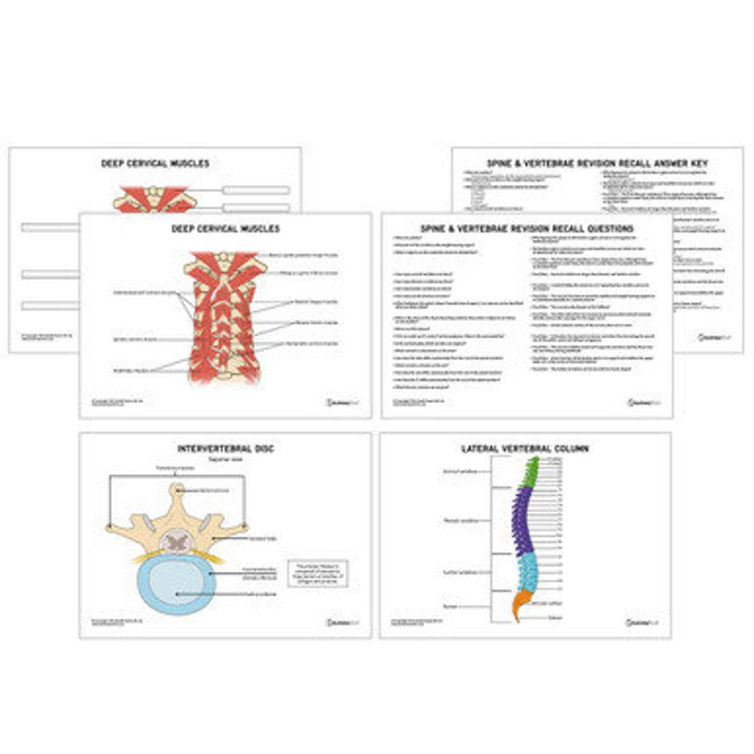 Spine & Vertebrae Anatomy Revision Worksheets interactive and - Etsy