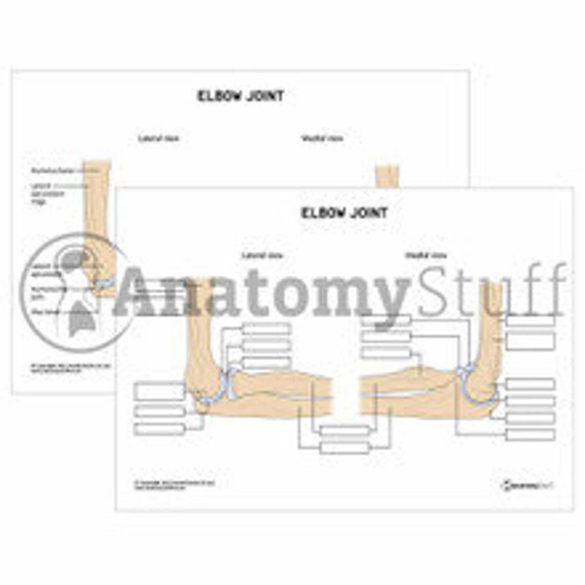 Elbow Anatomy Revision Worksheets (interactive and Printable Pdfs) - Etsy