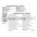 Shoulder Anatomy Revision Worksheets (interactive and Printable Pdfs ...