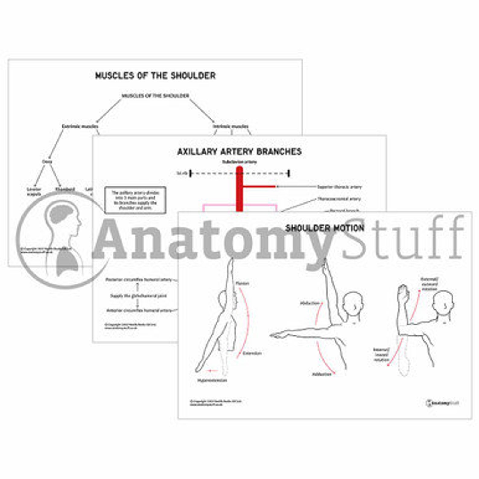 Shoulder Anatomy Revision Worksheets (interactive and Printable Pdfs ...