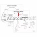 Shoulder Anatomy Revision Worksheets (interactive and Printable Pdfs ...