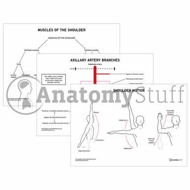 Shoulder Anatomy Revision Worksheets (interactive and Printable Pdfs ...