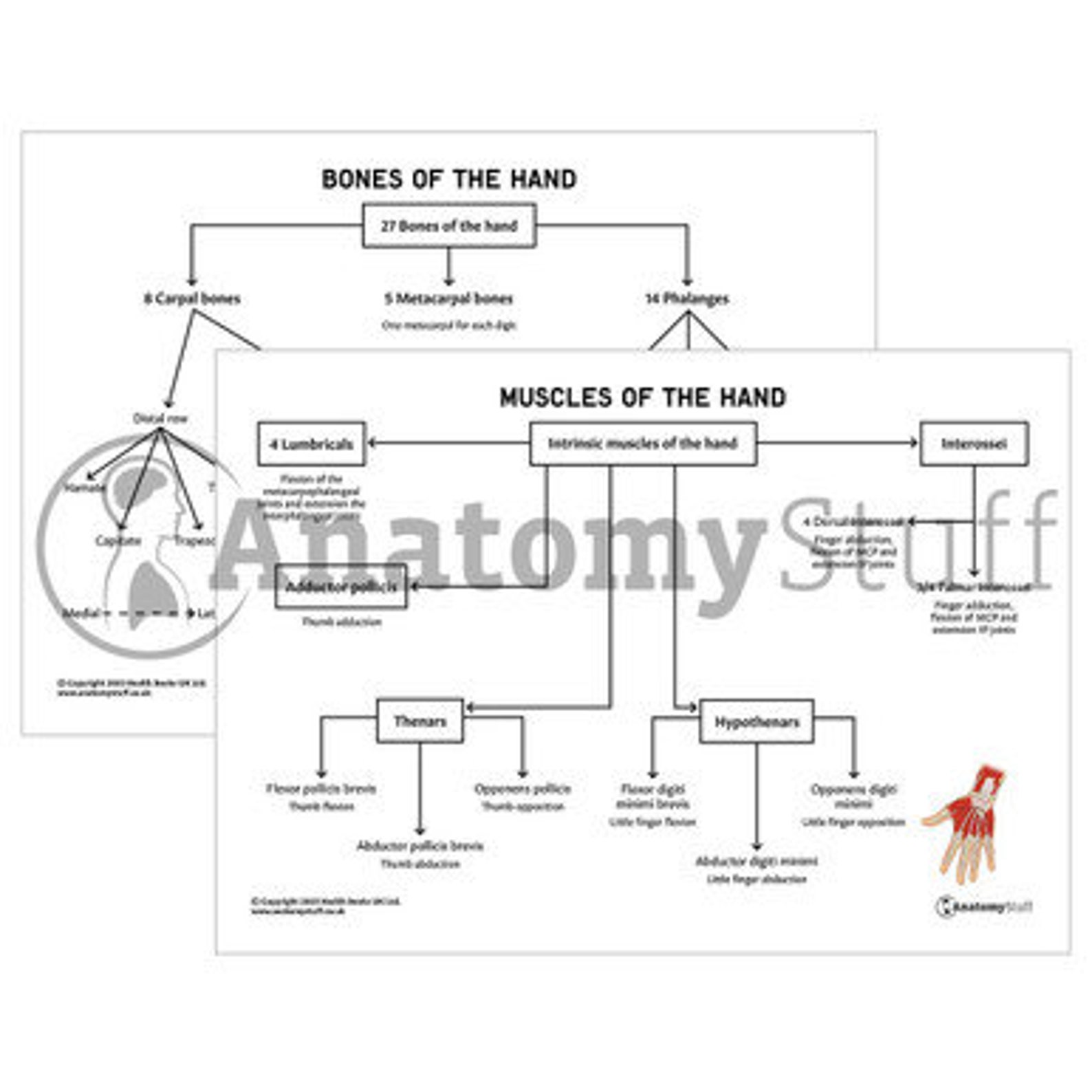 Hand & Wrist Anatomy Revision Worksheets (interactive and Printable ...