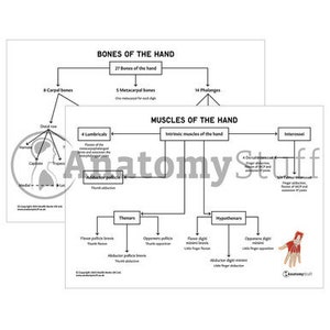 Hand & Wrist Anatomy Revision Worksheets (interactive and Printable ...