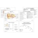 Ear Anatomy Revision Worksheets (interactive and Printable Pdfs) - Etsy