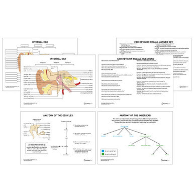 Ear Anatomy Revision Worksheets (interactive and Printable Pdfs) - Etsy
