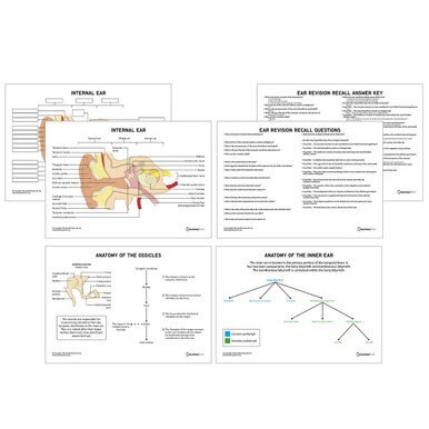 Ear Anatomy Revision Worksheets (interactive and Printable Pdfs) - Etsy