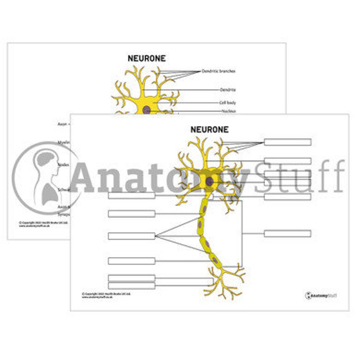 Autonomic Nervous System Anatomy Revision Worksheets (interactive and ...