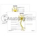 Autonomic Nervous System Anatomy Revision Worksheets (interactive and ...