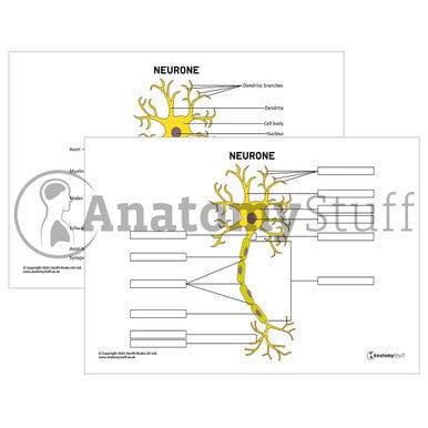 Autonomic Nervous System Anatomy Revision Worksheets (interactive and ...