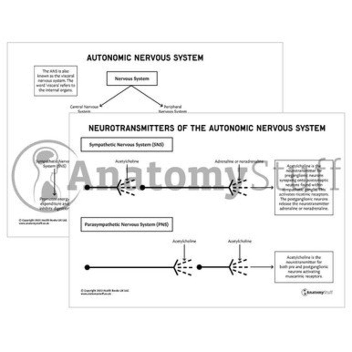 Autonomic Nervous System Anatomy Revision Worksheets (interactive and ...