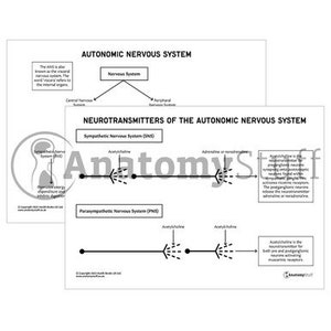 Autonomic Nervous System Anatomy Revision Worksheets (interactive and ...