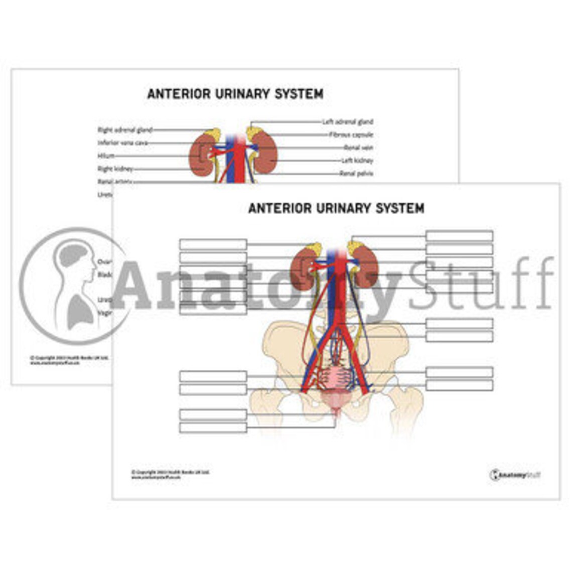Urinary System Anatomy Revision Worksheets (interactive and Printable ...