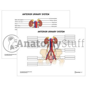 Urinary System Anatomy Revision Worksheets (interactive and Printable ...