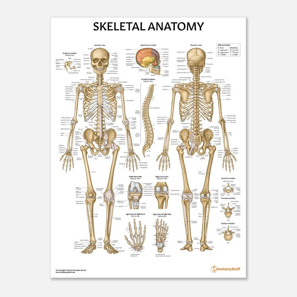 Skeletal Anatomy Poster - Etsy