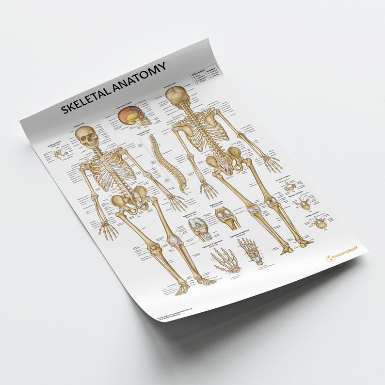 Skeletal Anatomy Poster - Etsy