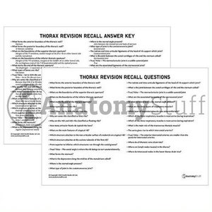 Thorax Anatomy Revision Worksheets (interactive and Printable Pdfs) - Etsy