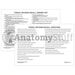 Thorax Anatomy Revision Worksheets (interactive and Printable Pdfs) - Etsy