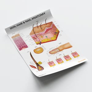 Skin, Hair & Nail Anatomy Chart - Etsy