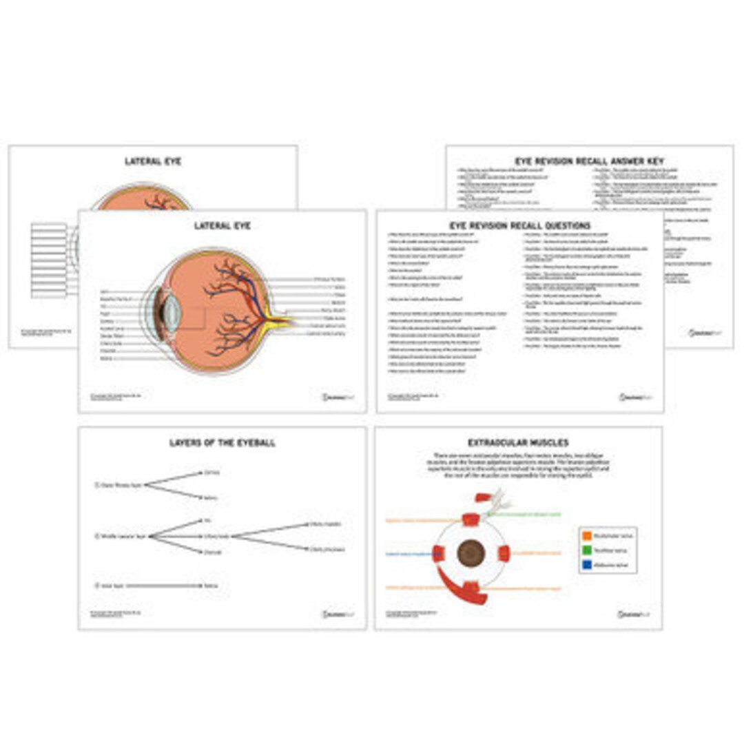 Eye Anatomy Revision Worksheets interactive and Printable - Etsy