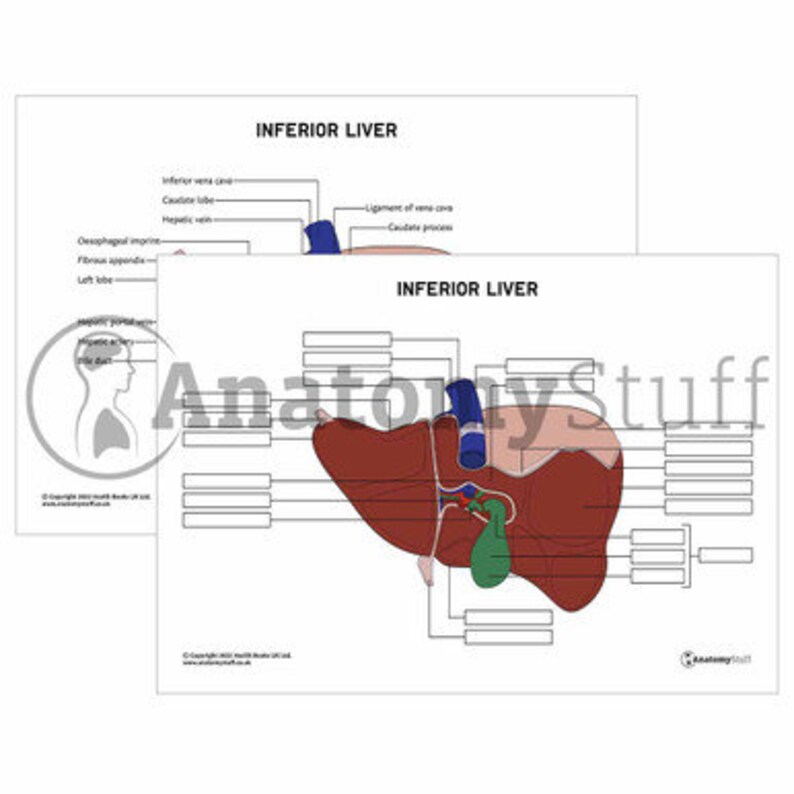 Liver Anatomy Revision Worksheets (interactive and Printable Pdfs) - Etsy