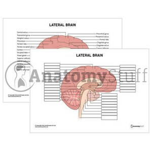 Brain Anatomy Revision Worksheets (interactive and Printable Pdfs) - Etsy