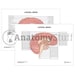 Brain Anatomy Revision Worksheets interactive and Printable Pdfs - Etsy