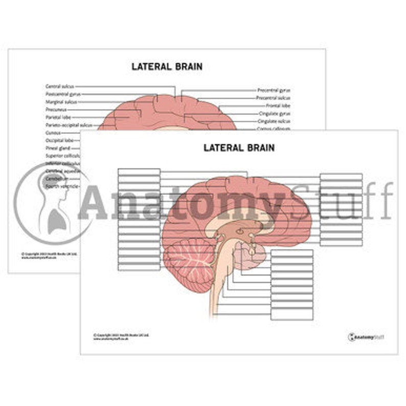 Brain Anatomy Revision Worksheets interactive and Printable Pdfs - Etsy