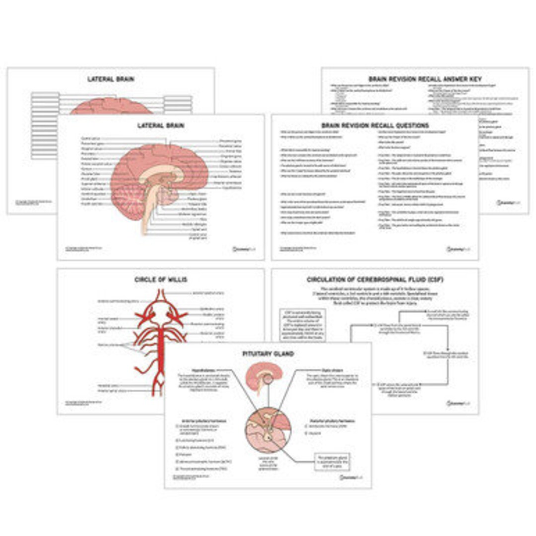 Brain Anatomy Revision Worksheets interactive and Printable Pdfs - Etsy