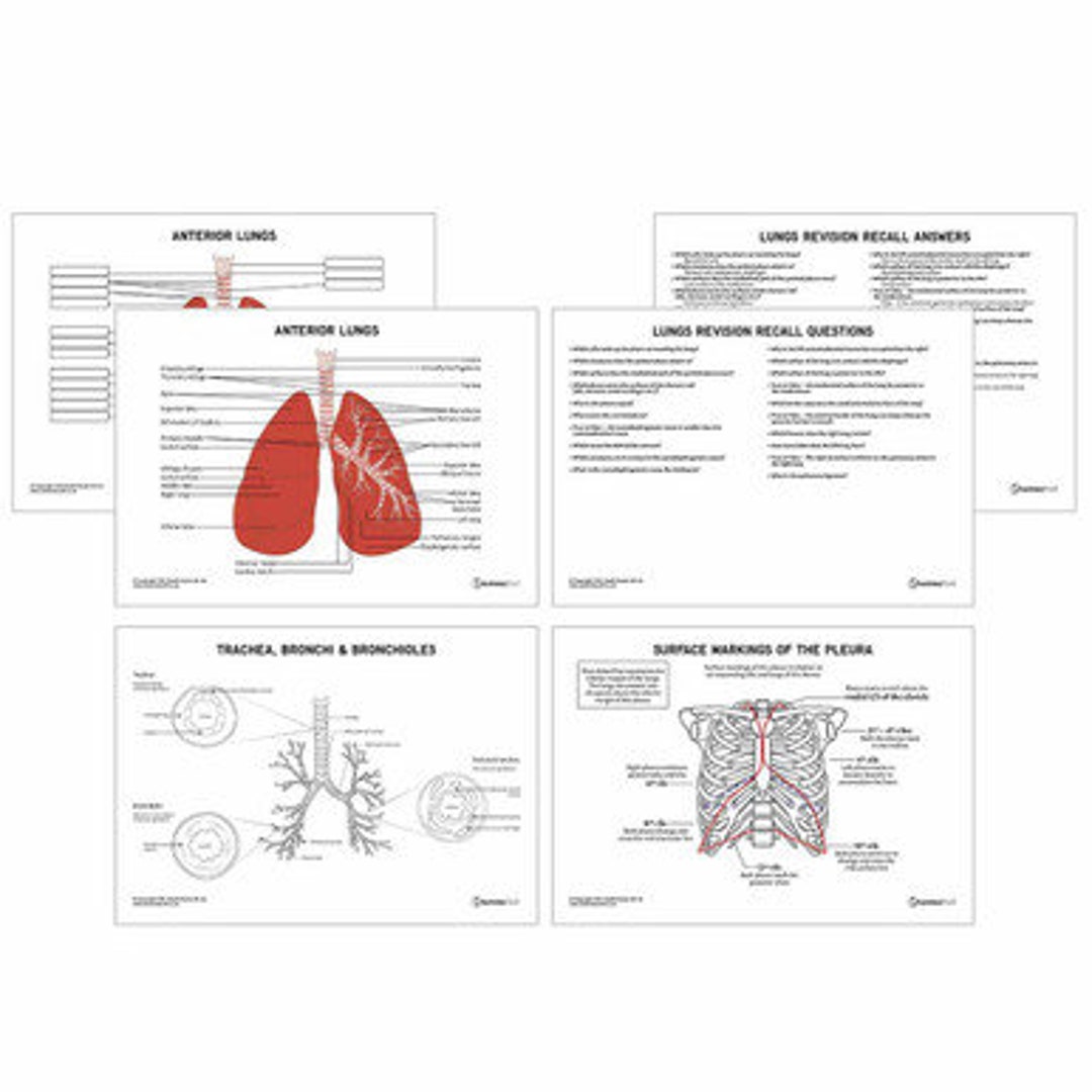 Lung Anatomy Revision Worksheets interactive and Printable - Etsy
