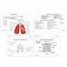Lung Anatomy Revision Worksheets (interactive and Printable Pdfs) - Etsy