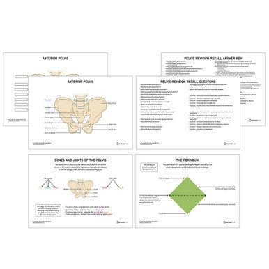 Pelvis Anatomy Revision Worksheets (interactive and Printable Pdfs) - Etsy