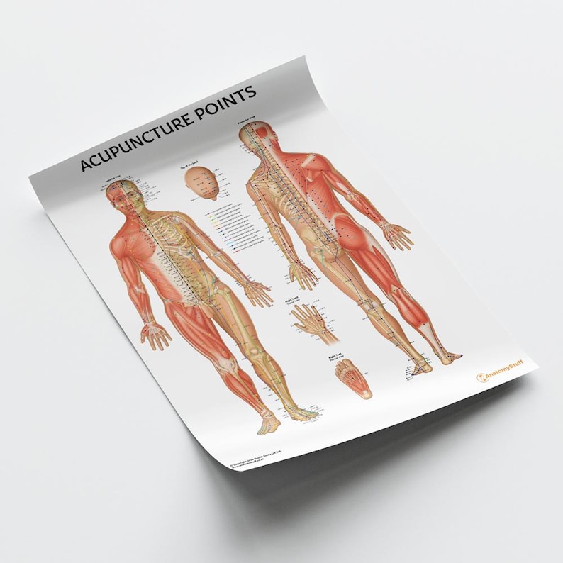 Anatomystuff Acupuncture Points Chart - Etsy