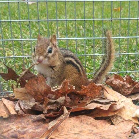 Handmade Wire Bird Trap – Easy Release Sparrow & Chipmunk Catcher - Etsy