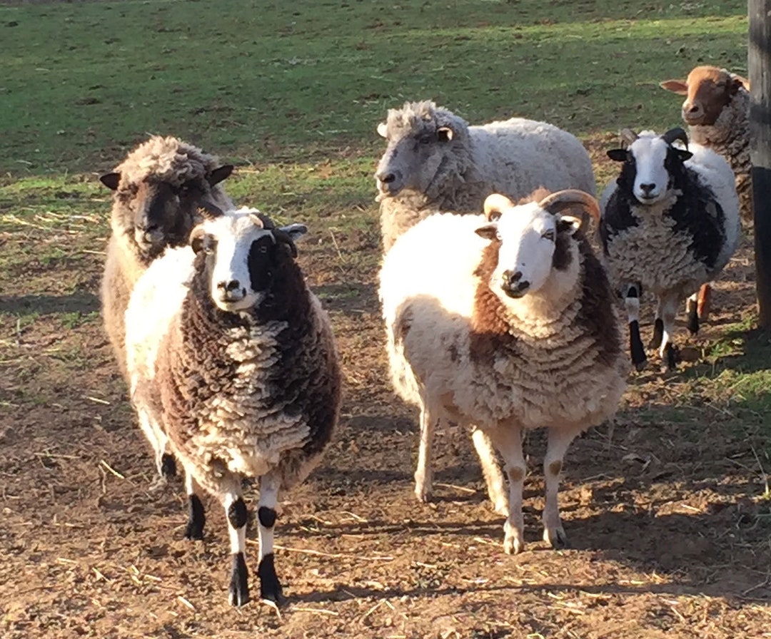 Jacob Sheep, 1/2 Pound of Raw Wool - Etsy