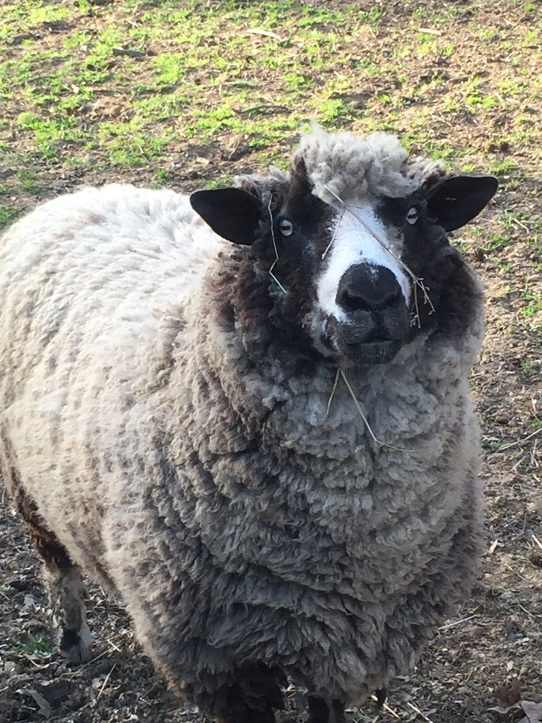 Lincoln/corriedale Sheep, 1/2 Pound of Raw Wool - Etsy