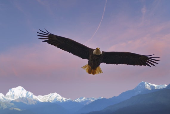 American Bald Eagle Gorgeous Color Mountain Scene Canvas | Etsy