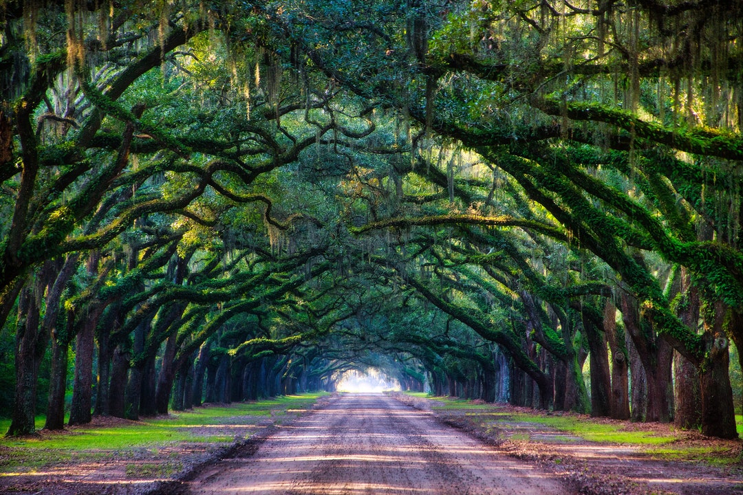 Magical Savannah Georgia Gorgeous Spanish Moss Wormsloe Historic Site ...