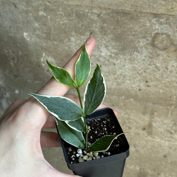 Fishtail Hoya - Etsy
