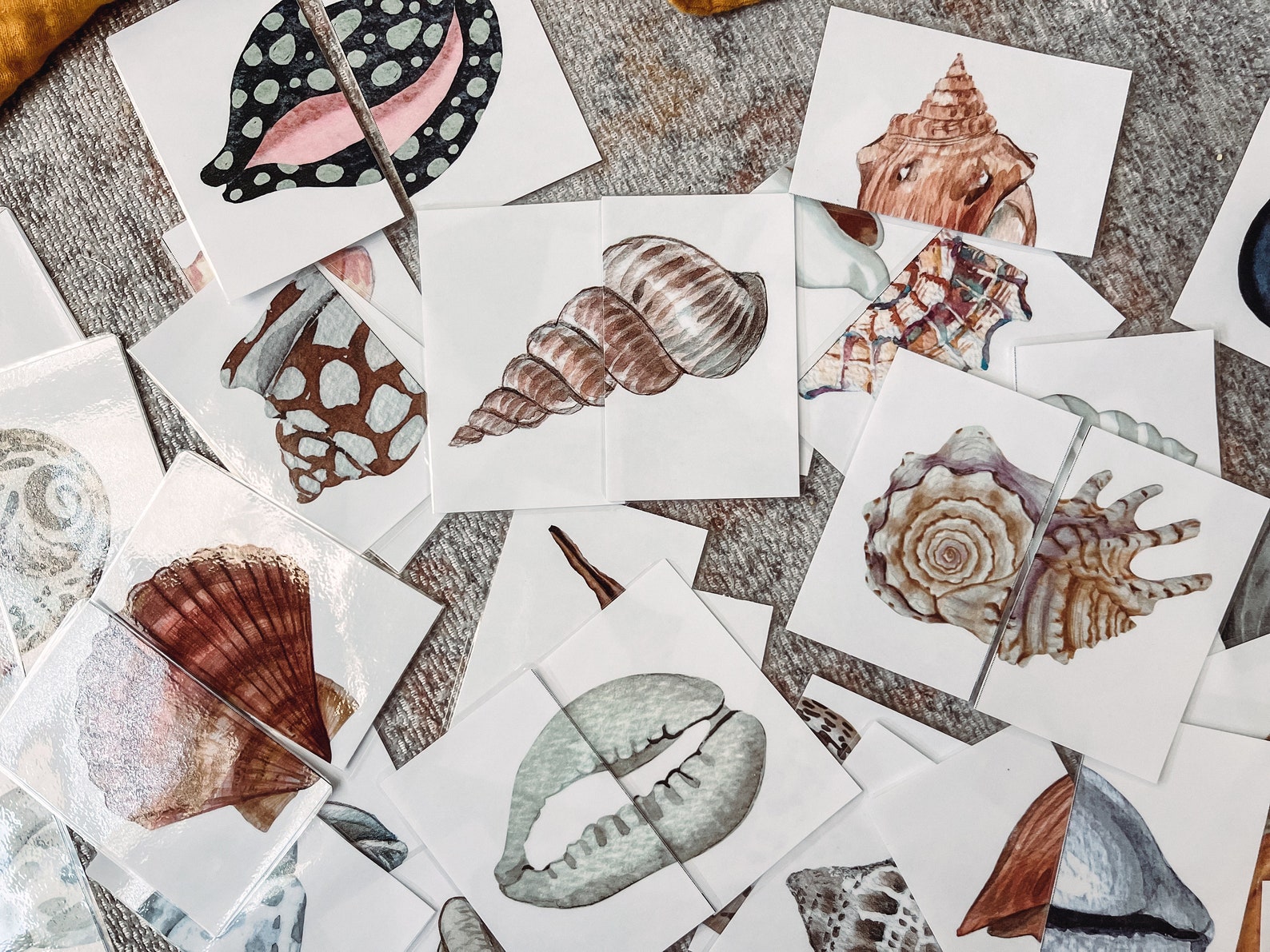 Matching Cards - Seashell Set of 20 - Toddlers Learning Game ...