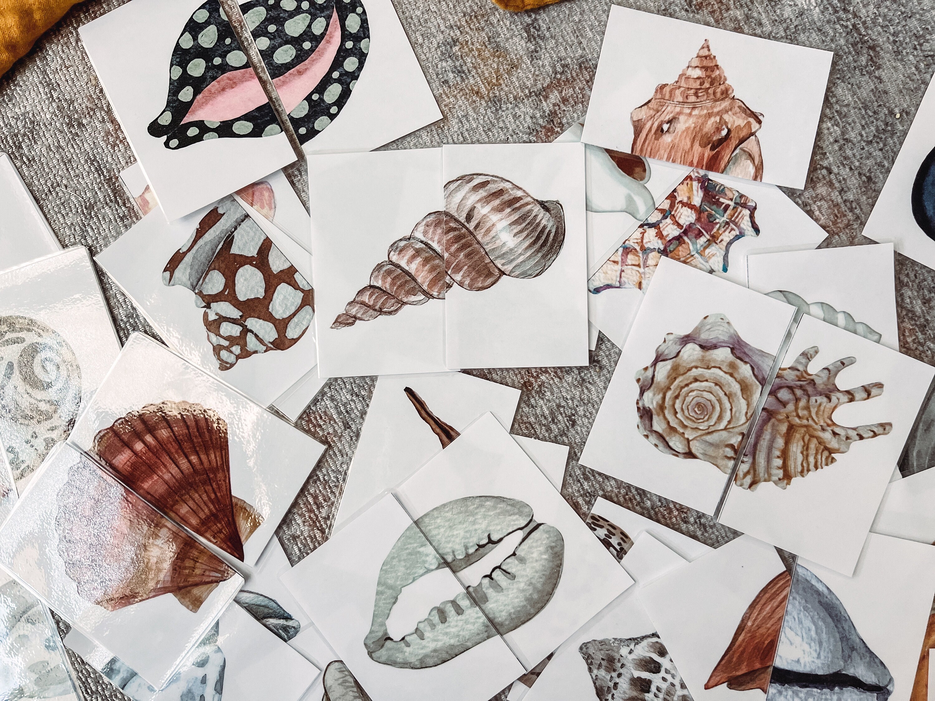 Matching Cards Seashell Set of 20 Toddlers Learning Game Preschool ...