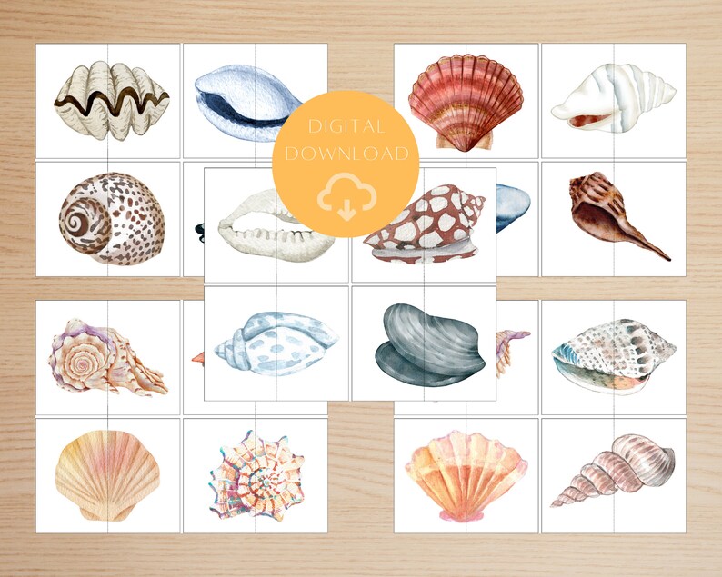 Matching Cards Seashell Set of 20 Toddlers Learning Game Preschool ...