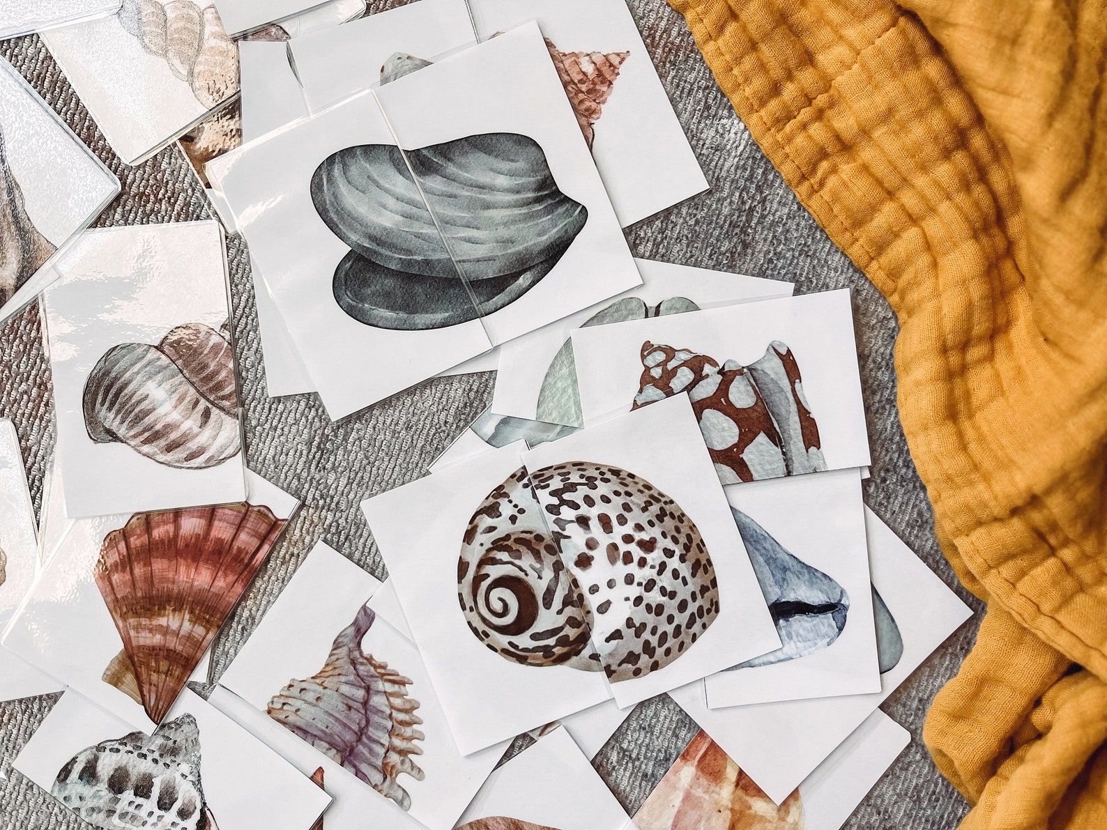 Matching Cards - Seashell Set of 20 - Toddlers Learning Game ...