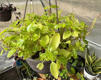 Peperomia Pixie Variegated Teardrop Peperomia 4 Tropical Houseplant - Etsy