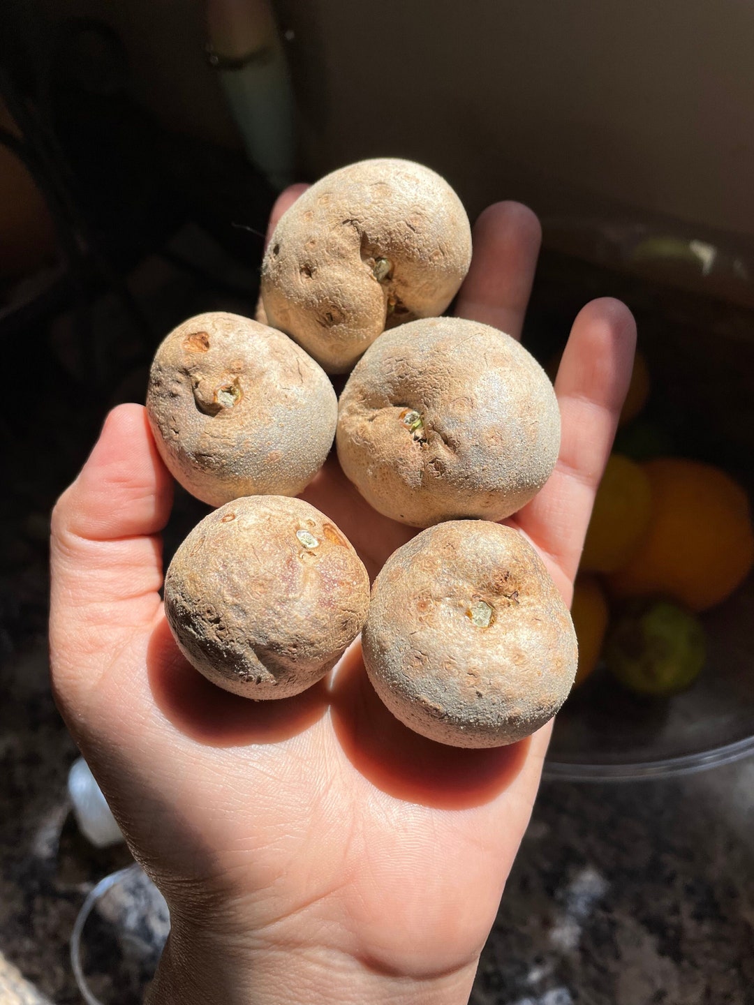 5 Large Air Potato dioscorea Bulbifera Bulbs Exact Bulbs - Etsy