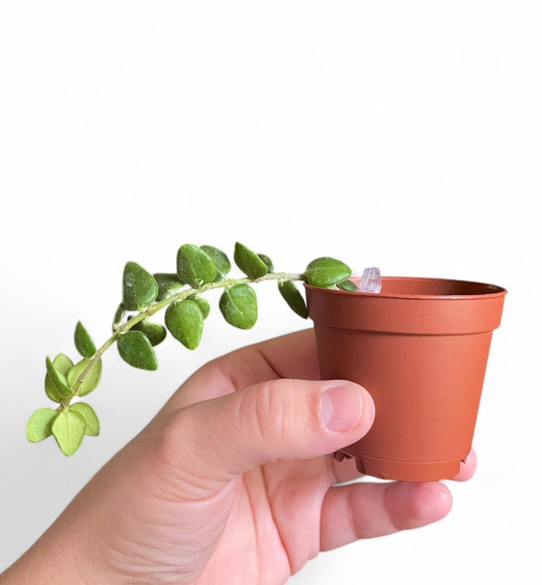 Hoya Chinghungensis (rooted) in 2” Pot | Exact Plant | Please Read ...